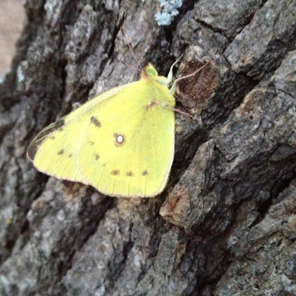Clouded Sulphur | Project Noah