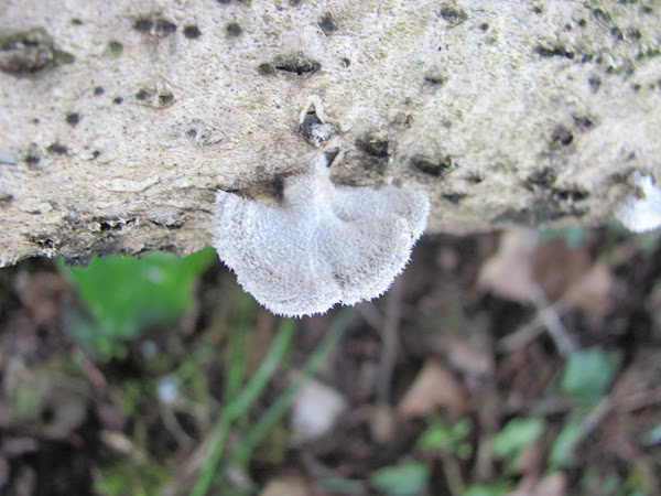 Split Gill | Project Noah