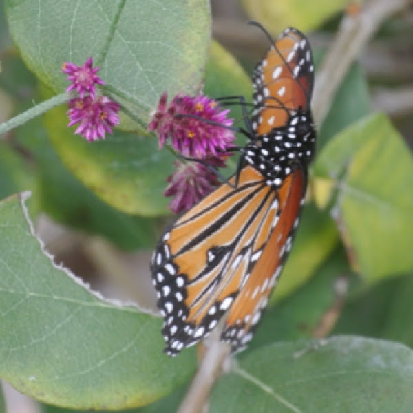 Queen | Project Noah