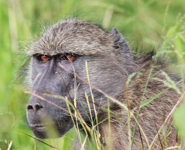Chacma Baboon | Project Noah