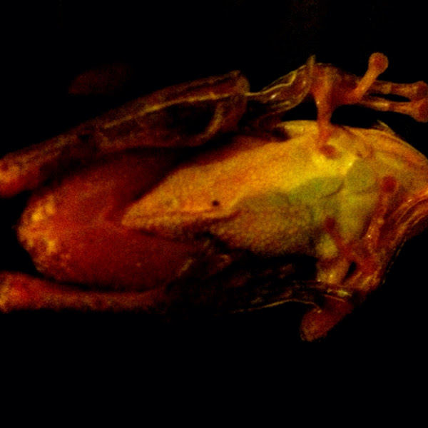 Common treefrog | Project Noah