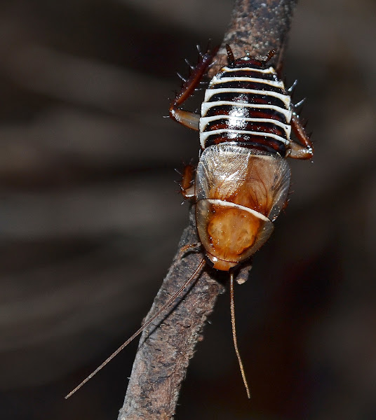 Zebra Cockroach | Project Noah