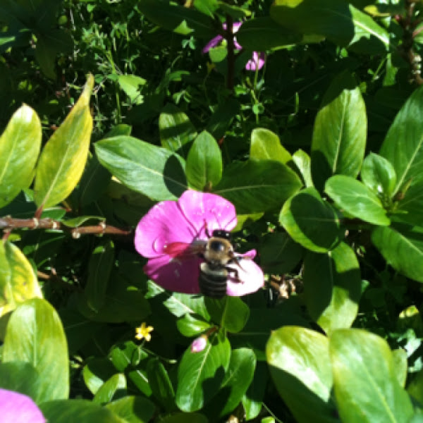 Carpenter bee | Project Noah