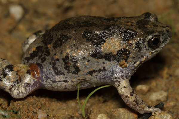 Littlejohn's Toadlet | Project Noah