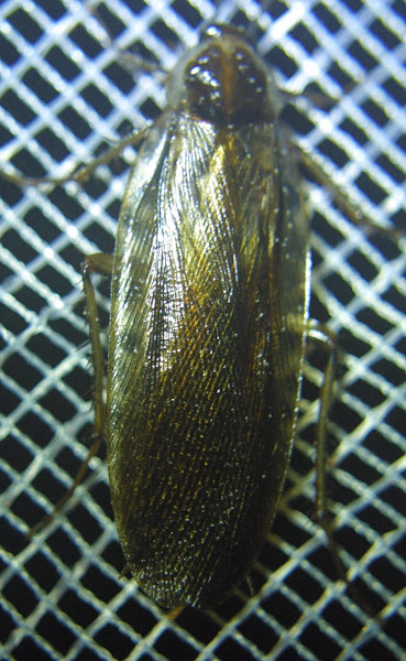 Wood Cockroach, male | Project Noah