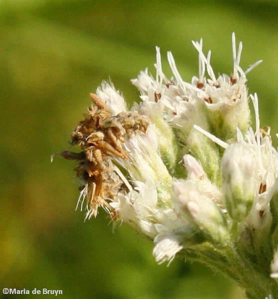 Emerald moth | Project Noah