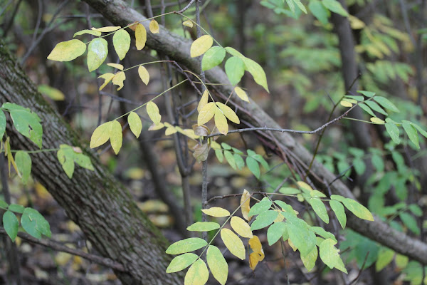 Northern Prickly Ash | Project Noah