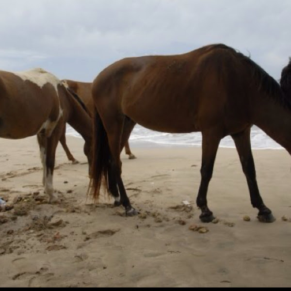 Horse | Project Noah