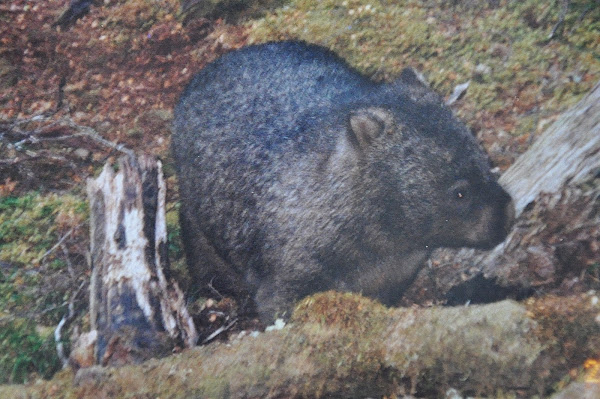 Tasmanian Bare-nosed Wombat | Project Noah