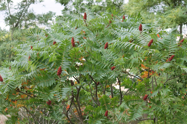 sumac | Project Noah