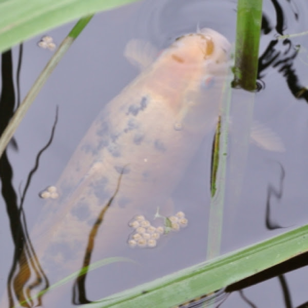 Ornamental koi | Project Noah