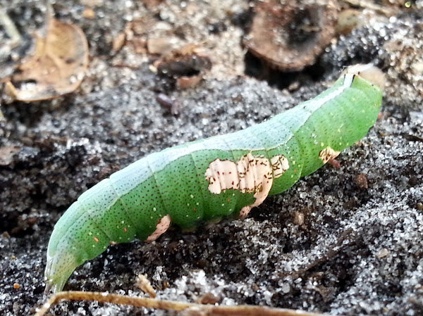 Wavy-Lined Heterocampa Moth | Project Noah