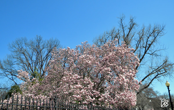 Magnolia Tree | Project Noah