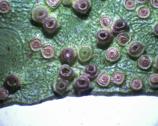 Gall inducing scale insect | Project Noah