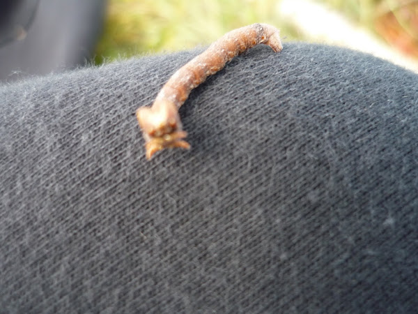 Inchworm | Project Noah