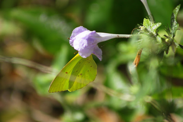 Cloudless Sulphur Butterfly | Project Noah