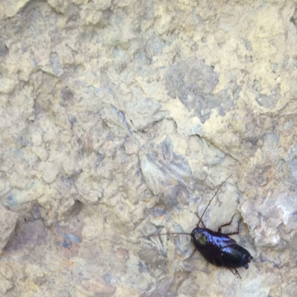 Wood Roach | Project Noah