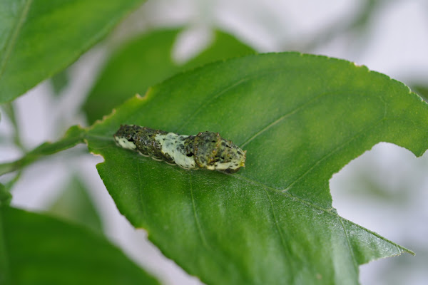 The Chinese Yellow Swallowtail larvae | Project Noah