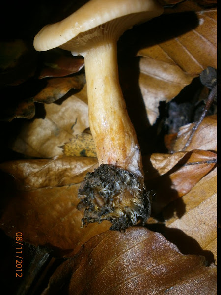 Mild Milkcap? | Project Noah