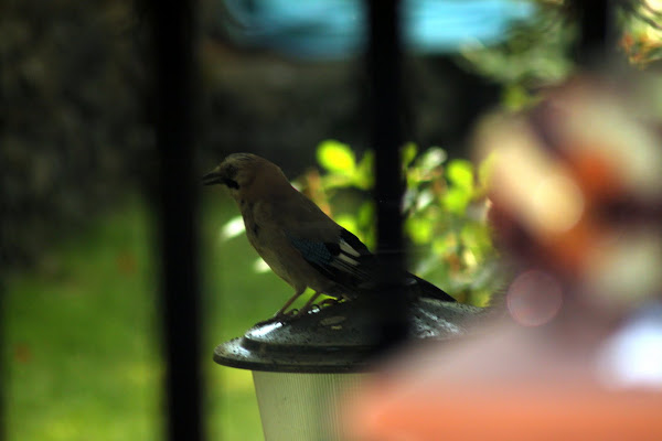 Eurasian Jay - Ghiandaia | Project Noah