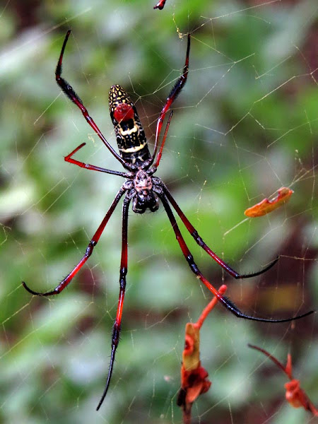 Golden orb weaver | Project Noah
