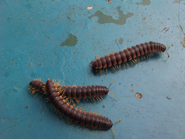 Flat-Backed Millipede | Project Noah