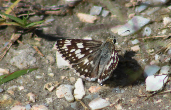 Tropical Checkered Skipper | Project Noah