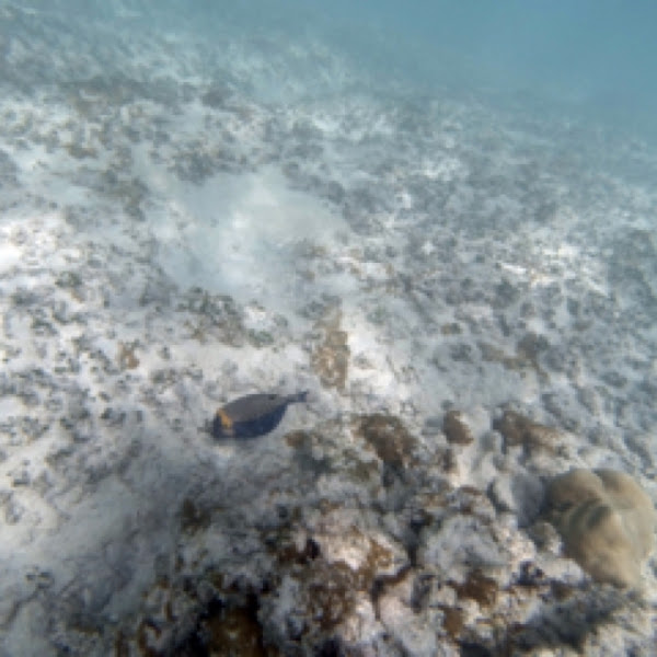 Blue Spotted Boxfish | Project Noah