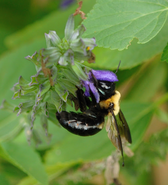 carpenter bee | Project Noah