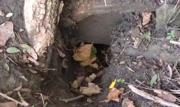 Groundhog | Project Noah