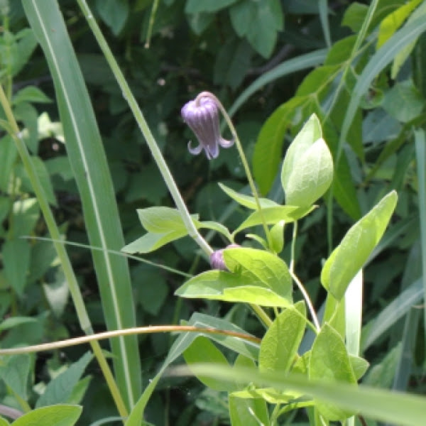 Leatherleaf Clematis | Project Noah