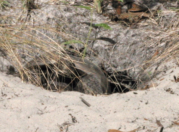 Gopher Tortoise | Project Noah