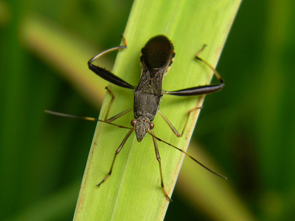 large brown bean bug | Project Noah