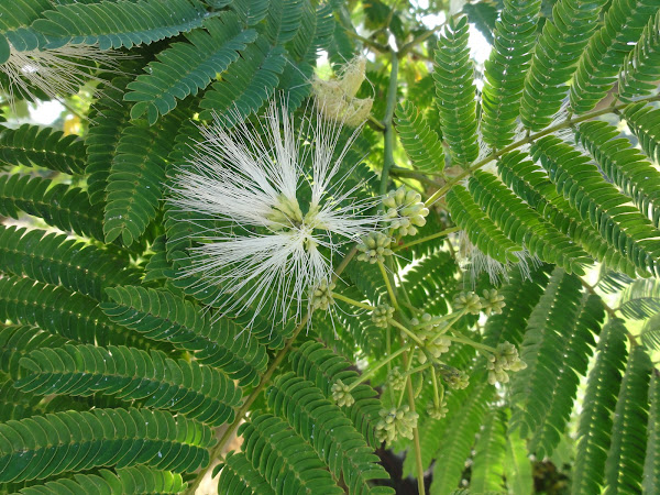 Silk Tree ("Mimosa") | Project Noah