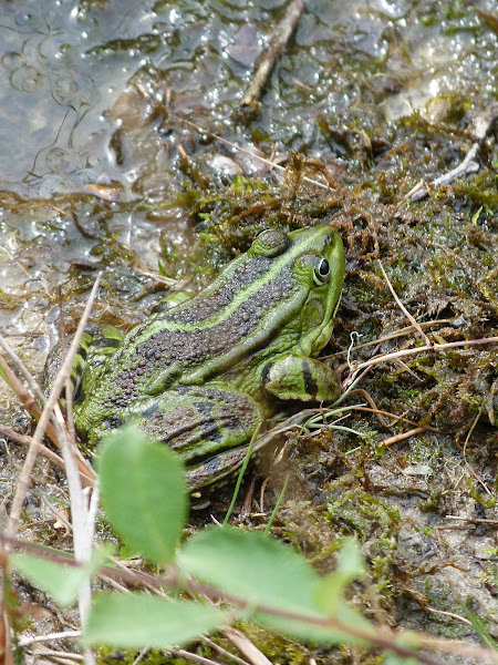 Green Frog | Project Noah