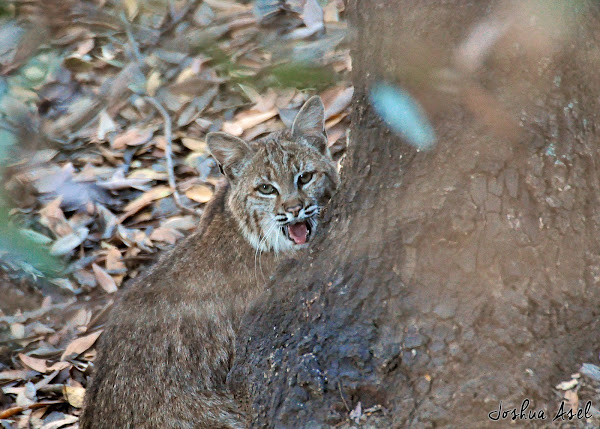 Bobcat | Project Noah