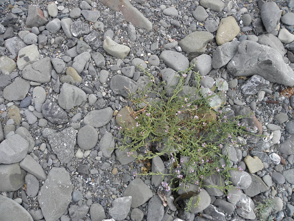 unknown plant | Project Noah