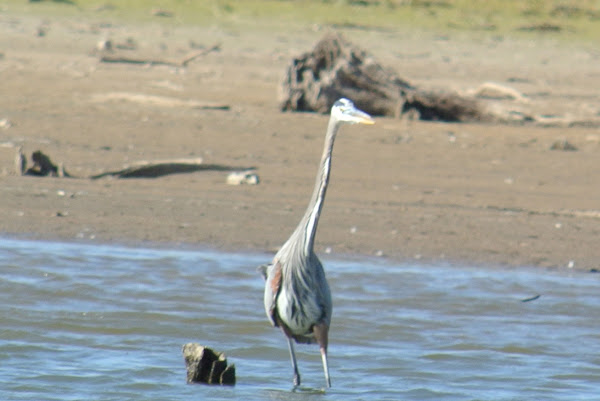 Great Blue Heron (fishing) | Project Noah