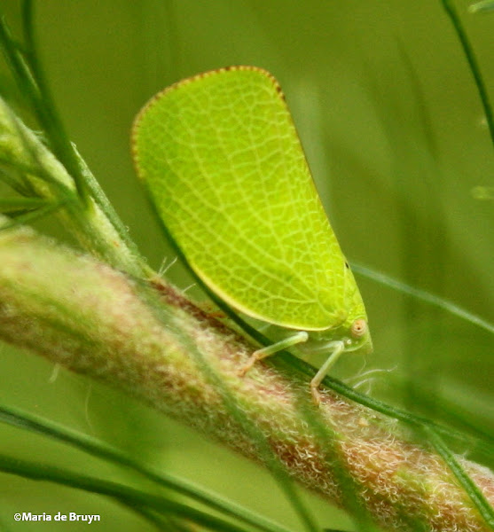 Flatid planthopper | Project Noah