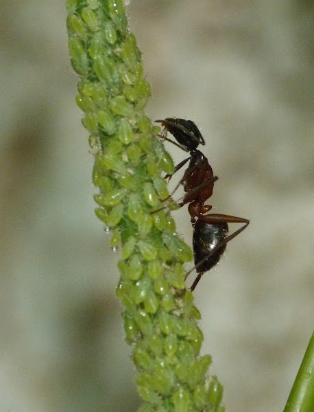 Acrobat ant (tending aphids) | Project Noah