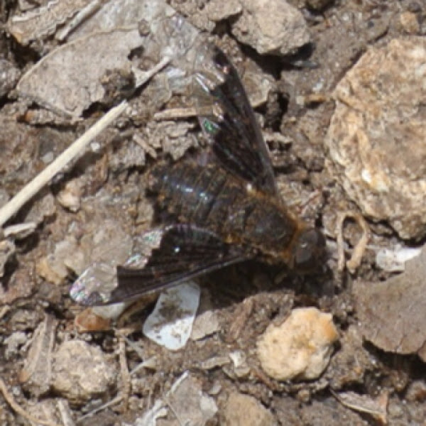 Sinuous Bee Fly | Project Noah