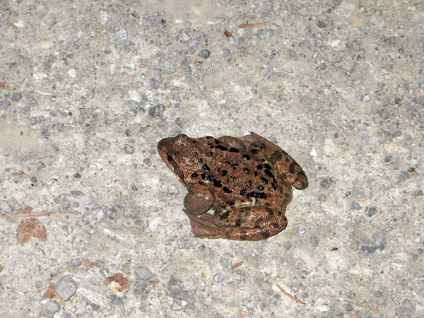 Common Frog | Project Noah