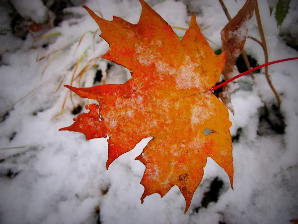 Maple Trees | Project Noah