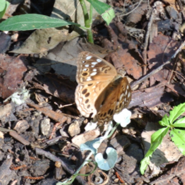 Hackberry Emperor | Project Noah
