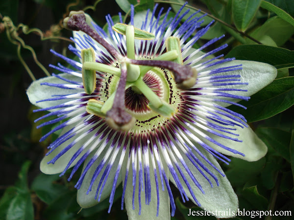 Passiflora caerulea | Project Noah