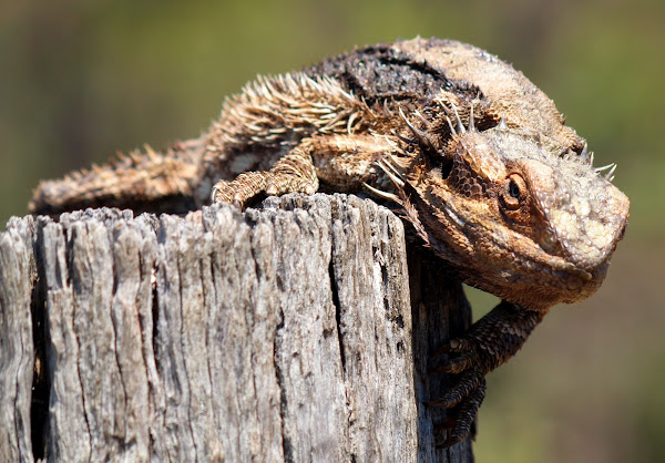 Eastern Bearded Dragon | Project Noah