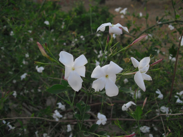 Jasmine | Project Noah