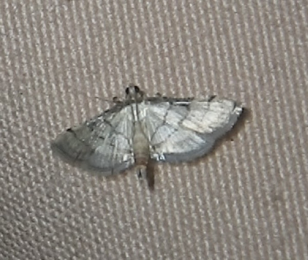 Rice-Leafroller | Project Noah