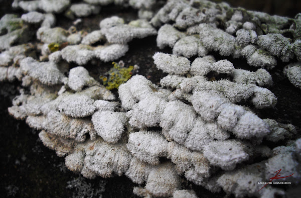 Split Gill | Project Noah