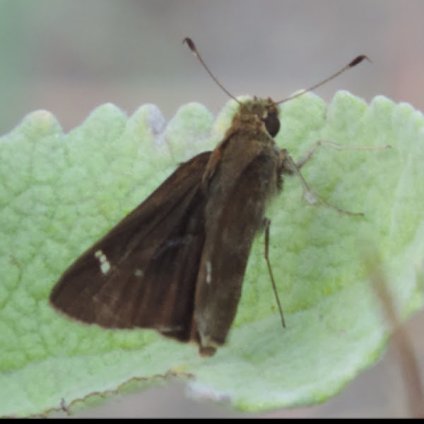 Clouded Skipper | Project Noah